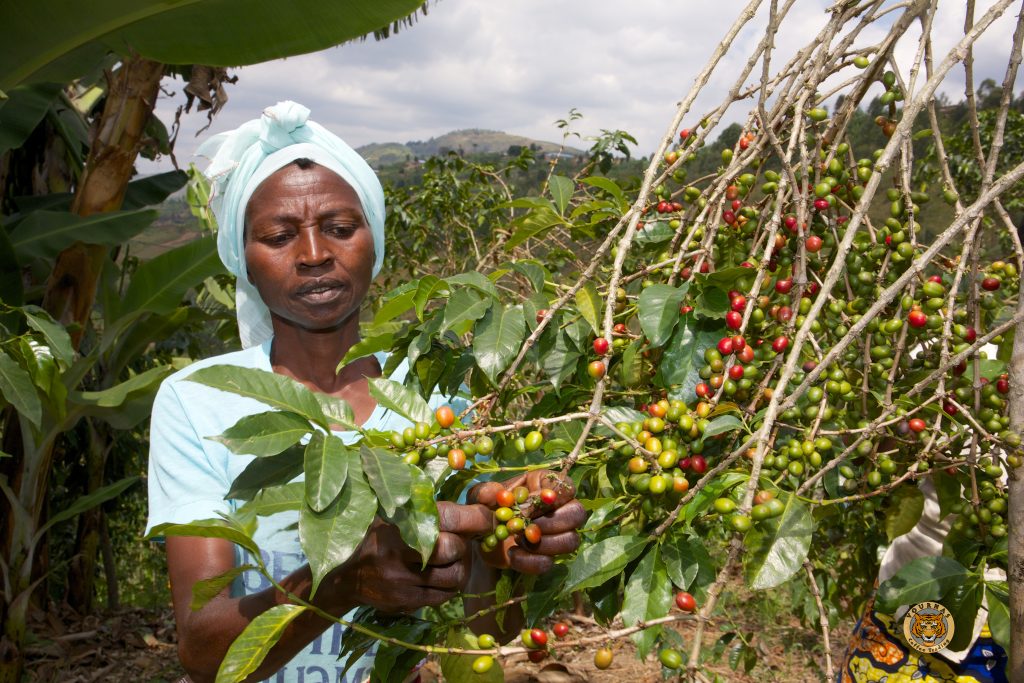 Rwanda Hingakawa Minazi Women s Co op Vournas Coffee Trading rwanda-hingakawa-minazi-women-s-co-op-vournas-coffee-trading