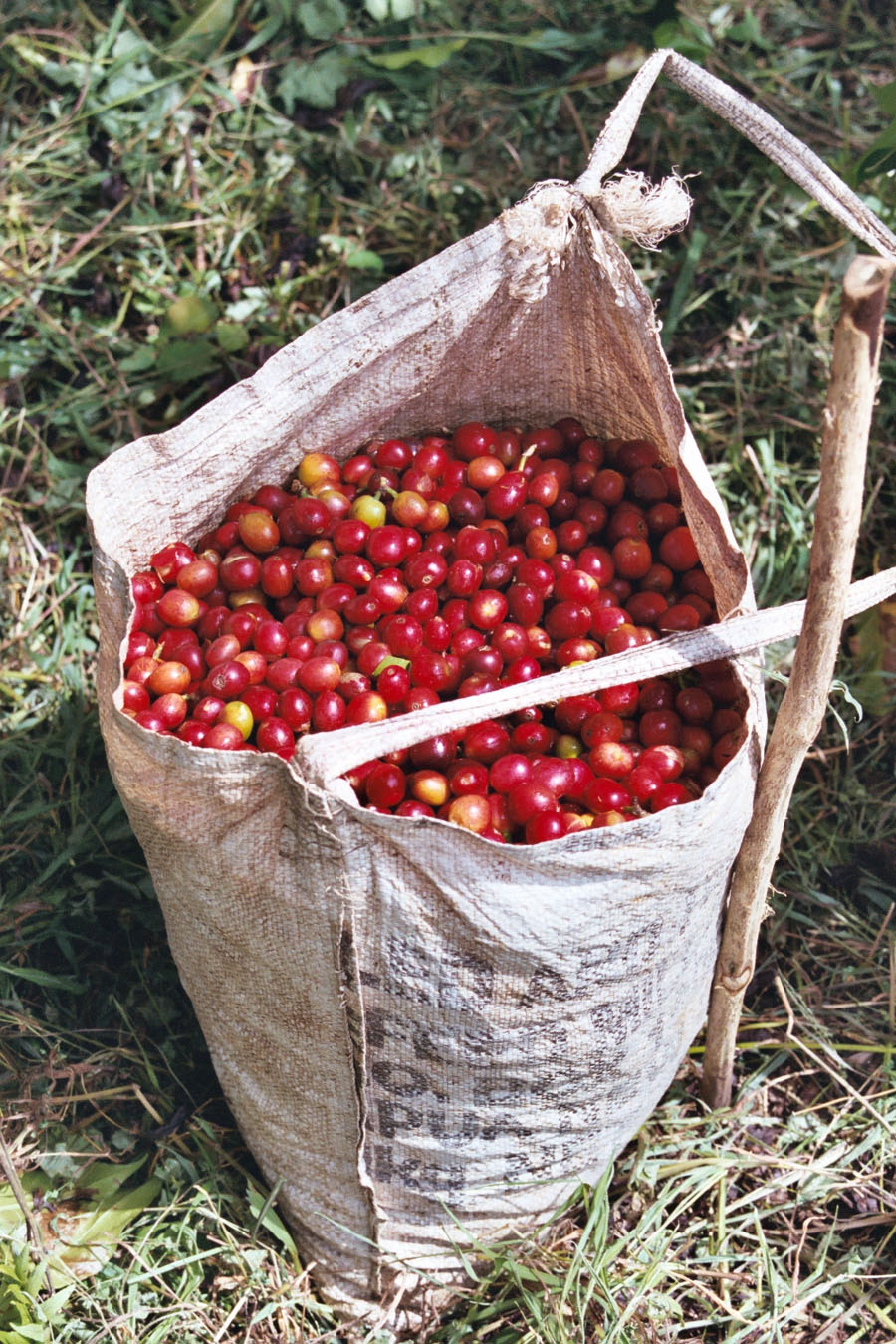 Papua New Guinea Kamarl Vournas Coffee Trading papua-new-guinea-kamarl-vournas-coffee-trading
